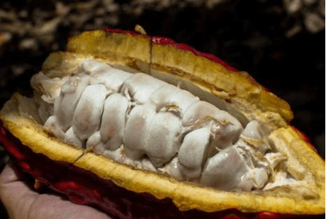Bolivian food 101: 23 exotic fruits that you must try in Santa Cruz ...