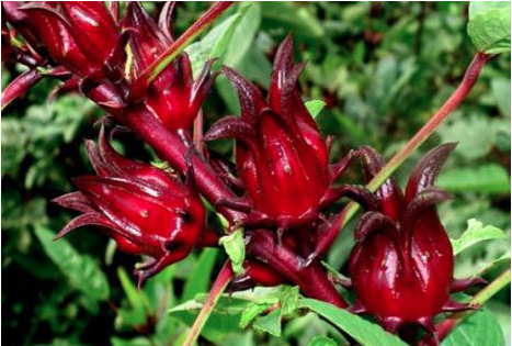 Bolivian food 101: 23 exotic fruits that you must try in Santa Cruz ...