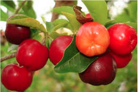 Bolivian food 101: 23 exotic fruits that you must try in Santa Cruz ...