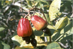 Bolivian food 101: 23 exotic fruits that you must try in Santa Cruz ...