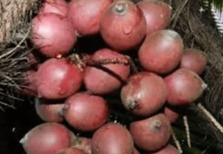 Bolivian food 101: 23 exotic fruits that you must try in Santa Cruz ...