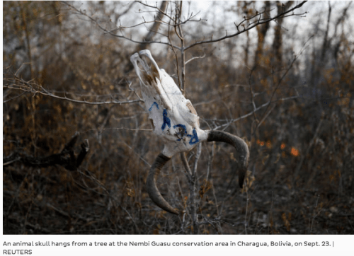More than 2 million animals perish in Bolivia wildfires – Bolivian ...